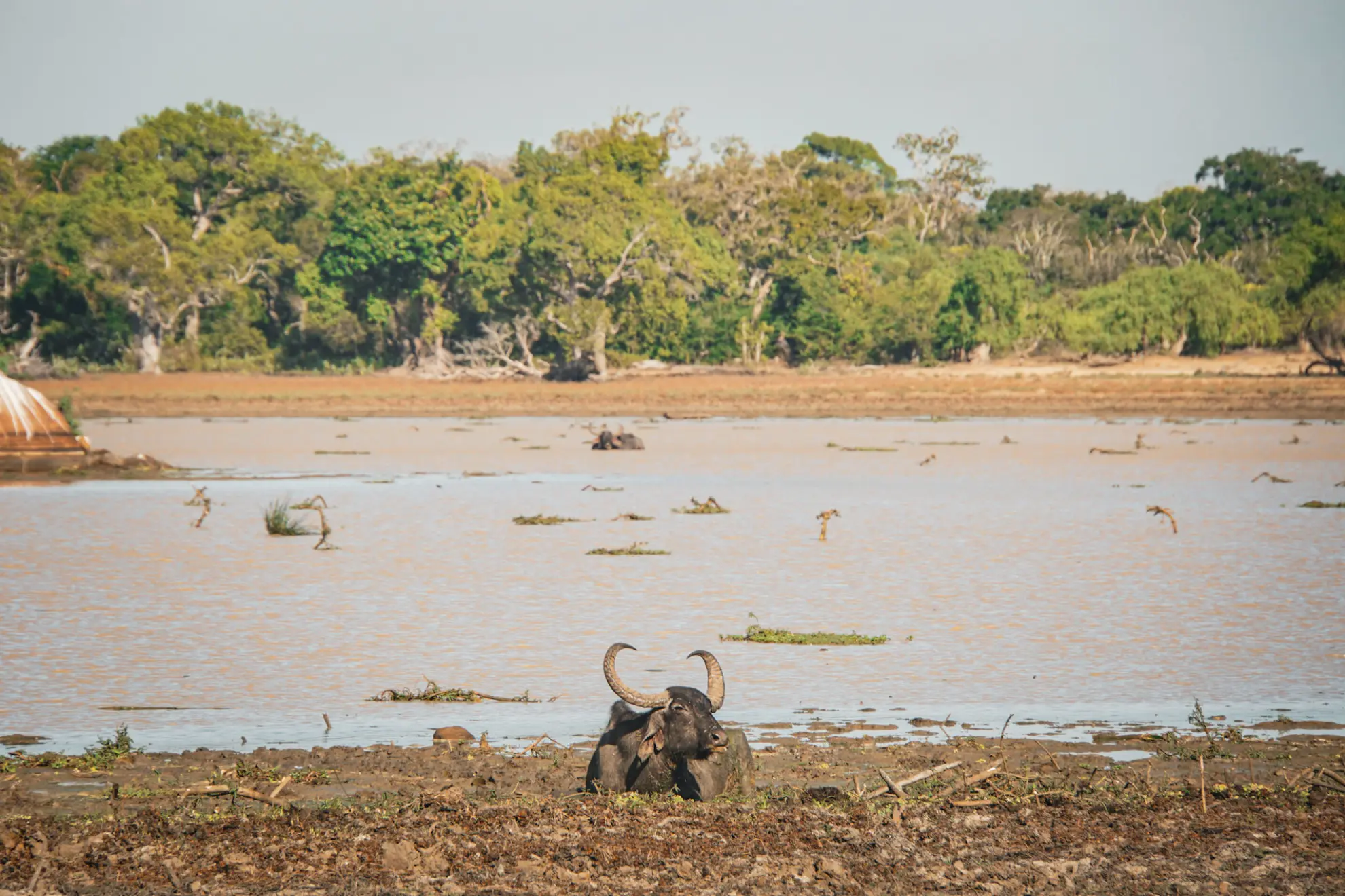 Kumana National Park Safari, Is It Worth Visiting? | Tales Of The Tropics