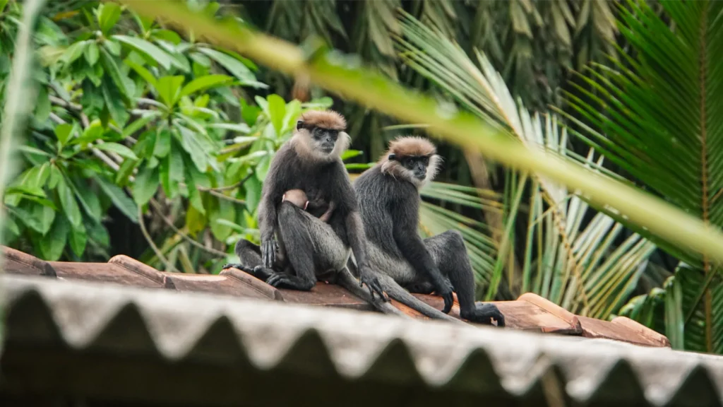 How To Find Monkeys In Ahangama | Tales Of The Tropics